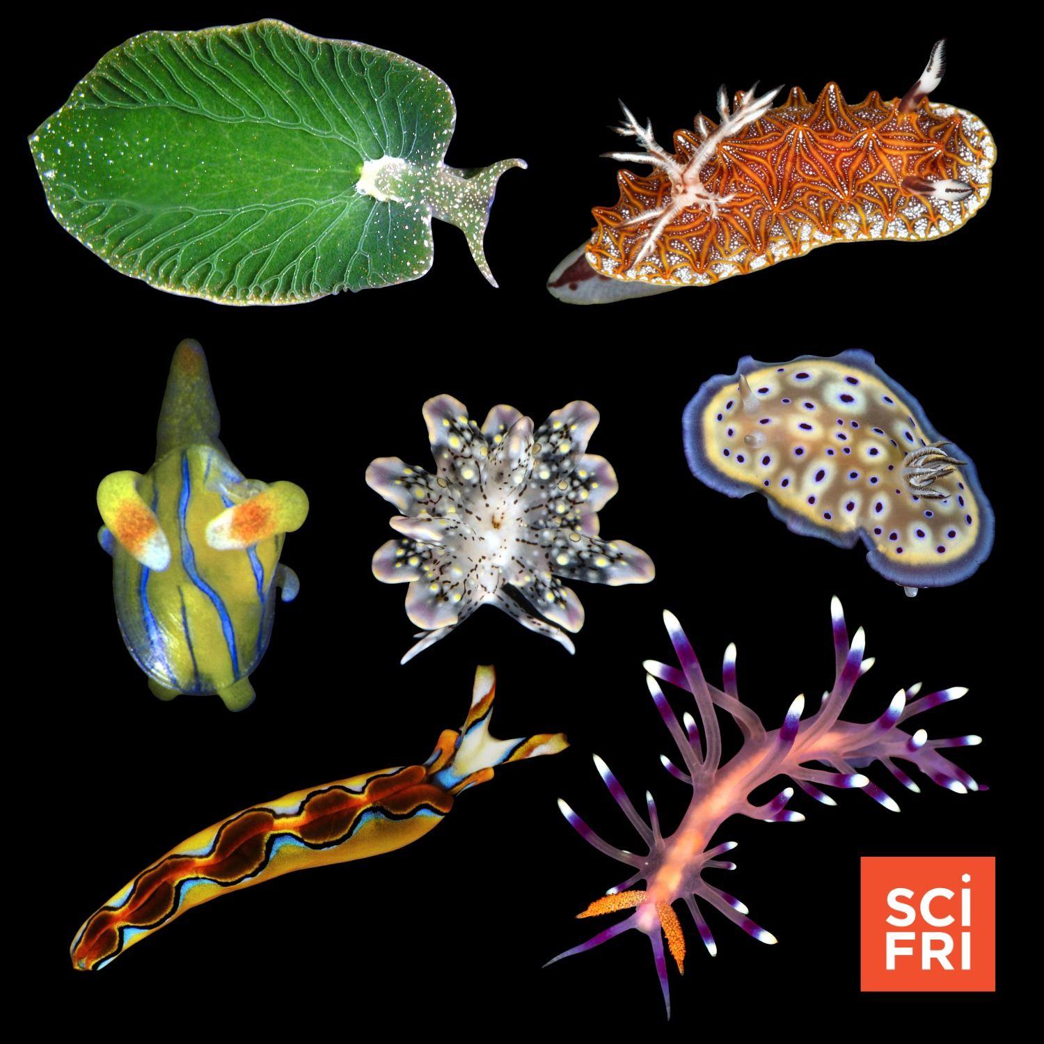 Don’t Let Their Name Fool You—Sea Slugs Are Awesome | Science Friday ...