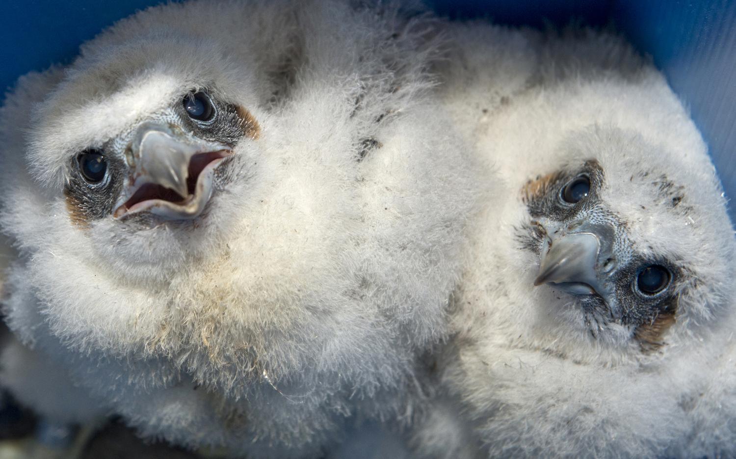 New York City, Meet Your Wild Side | Hypothesis | WNYC