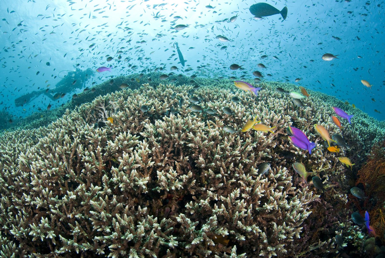 Quantifying the Value of the Ocean's Resources | The Takeaway | WNYC ...
