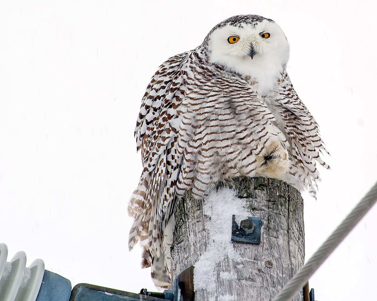 Court Rules Port Authority Can Kill Snowy Owls Near Airports | WNYC ...