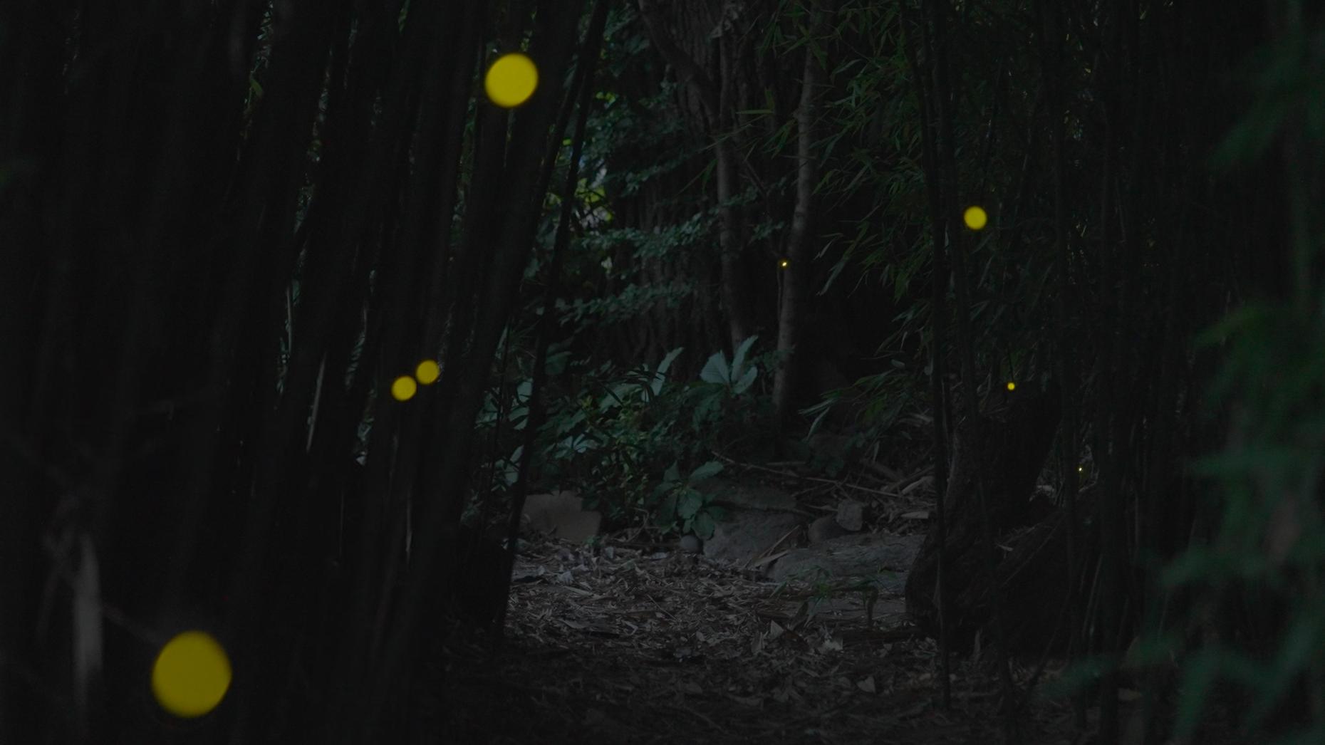 Fireflies are under threat, so NY scientists are trying to count how many are left | WNYC | New ...