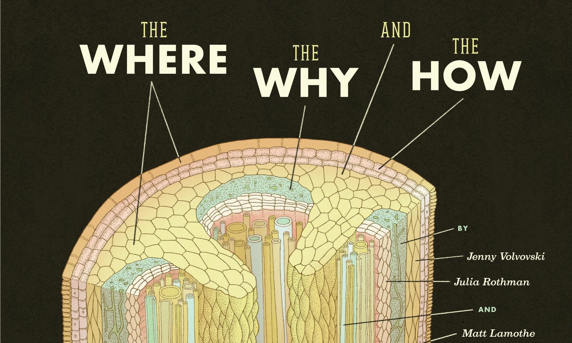 The Where, the Why, and the How | Studio 360 | WNYC