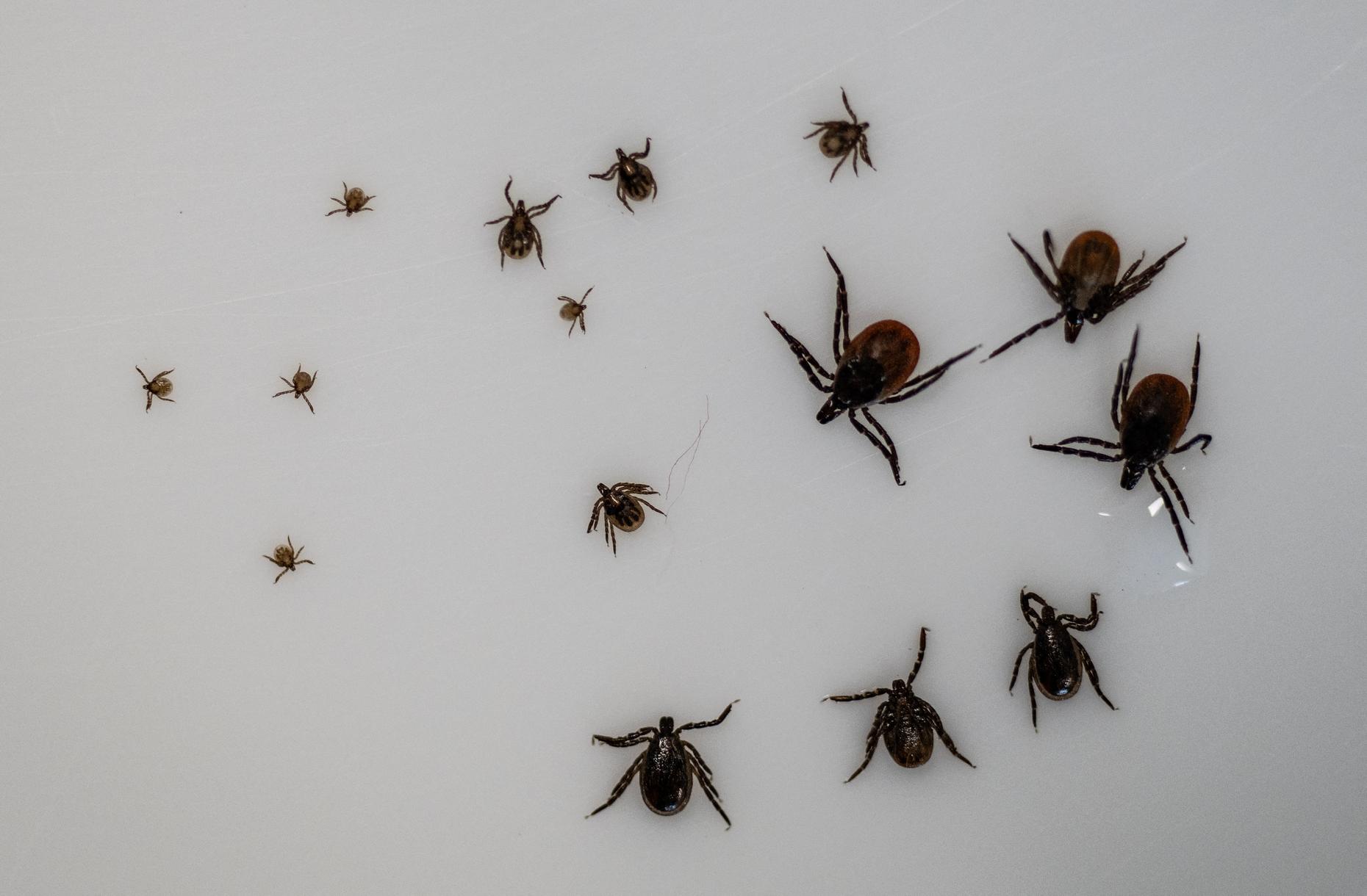 An Abundance of Ticks | The Brian Lehrer Show | WNYC