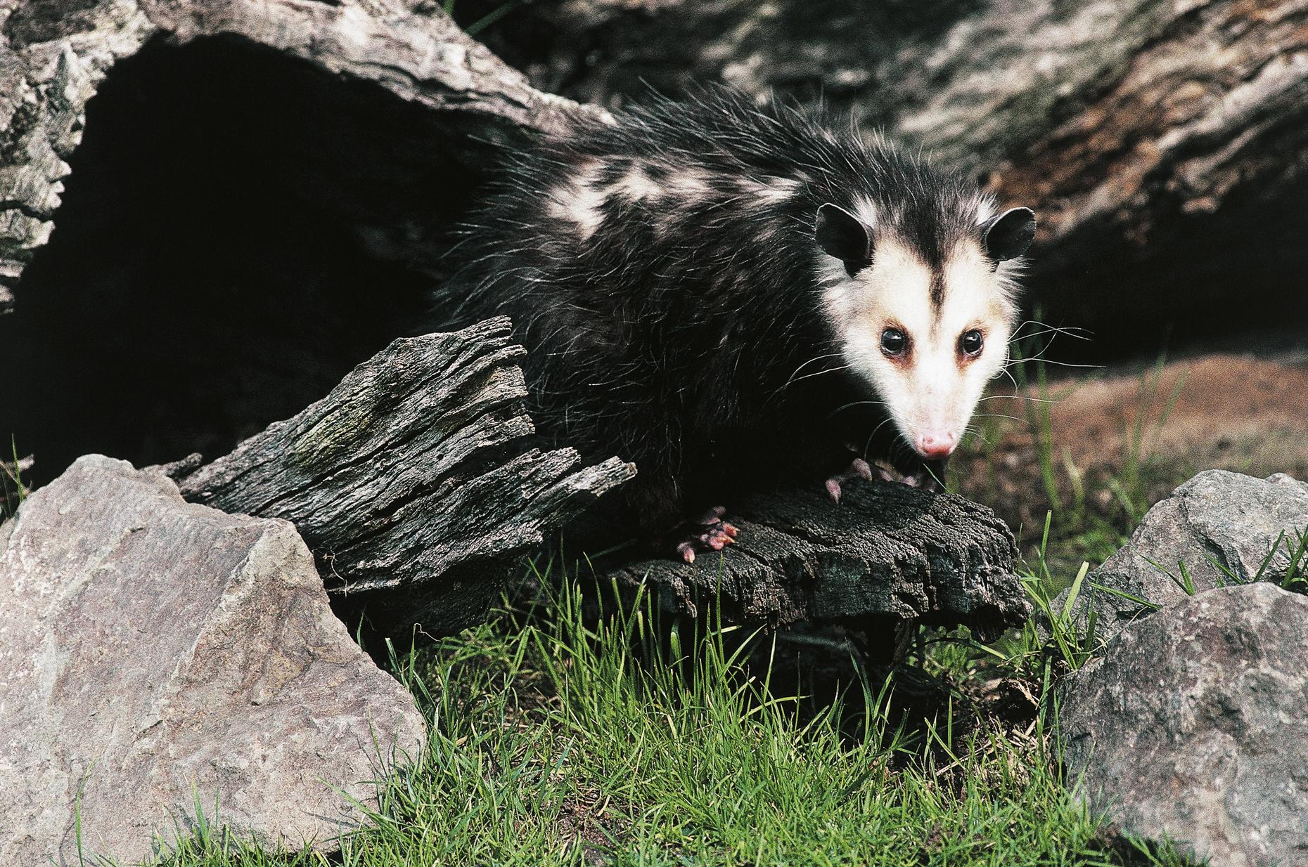 NYPD Commissioner Bratton; Coming-to-America Culture Shock; Oh, Possums ...