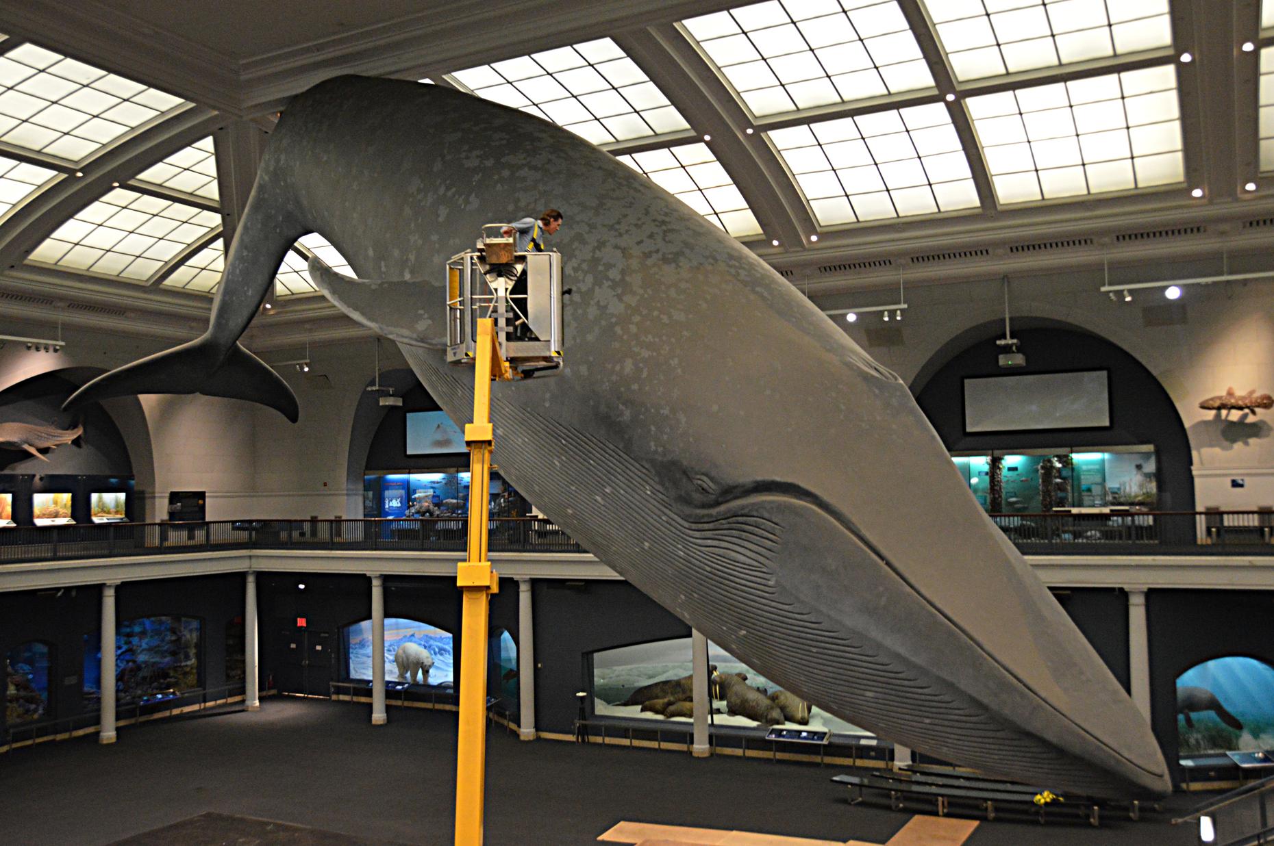 Look! The Blue Whale Gets Clean | WNYC | New York Public Radio ...