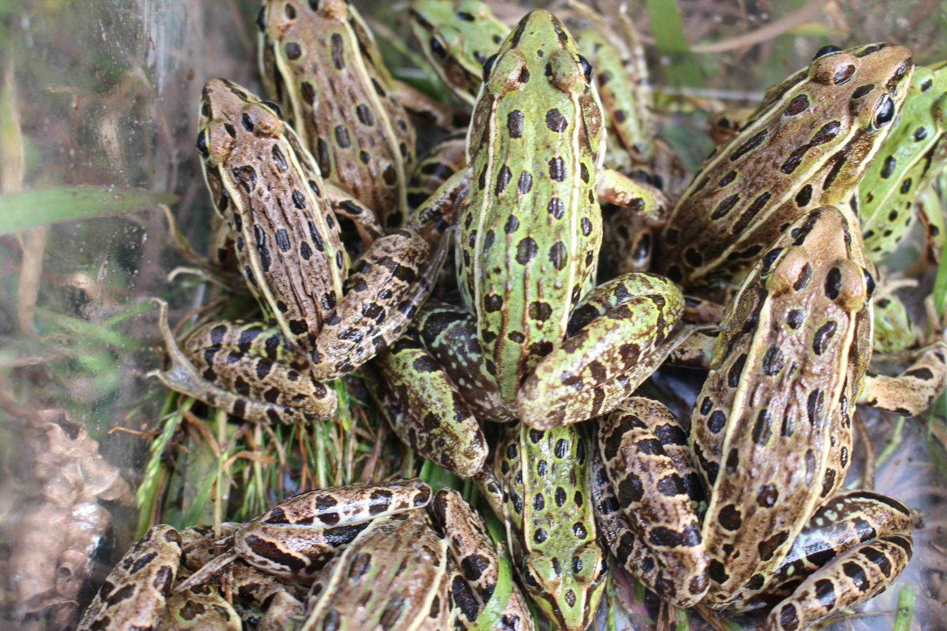 High Fives for Staten Island's Very Own Frog Species | Hypothesis | WNYC