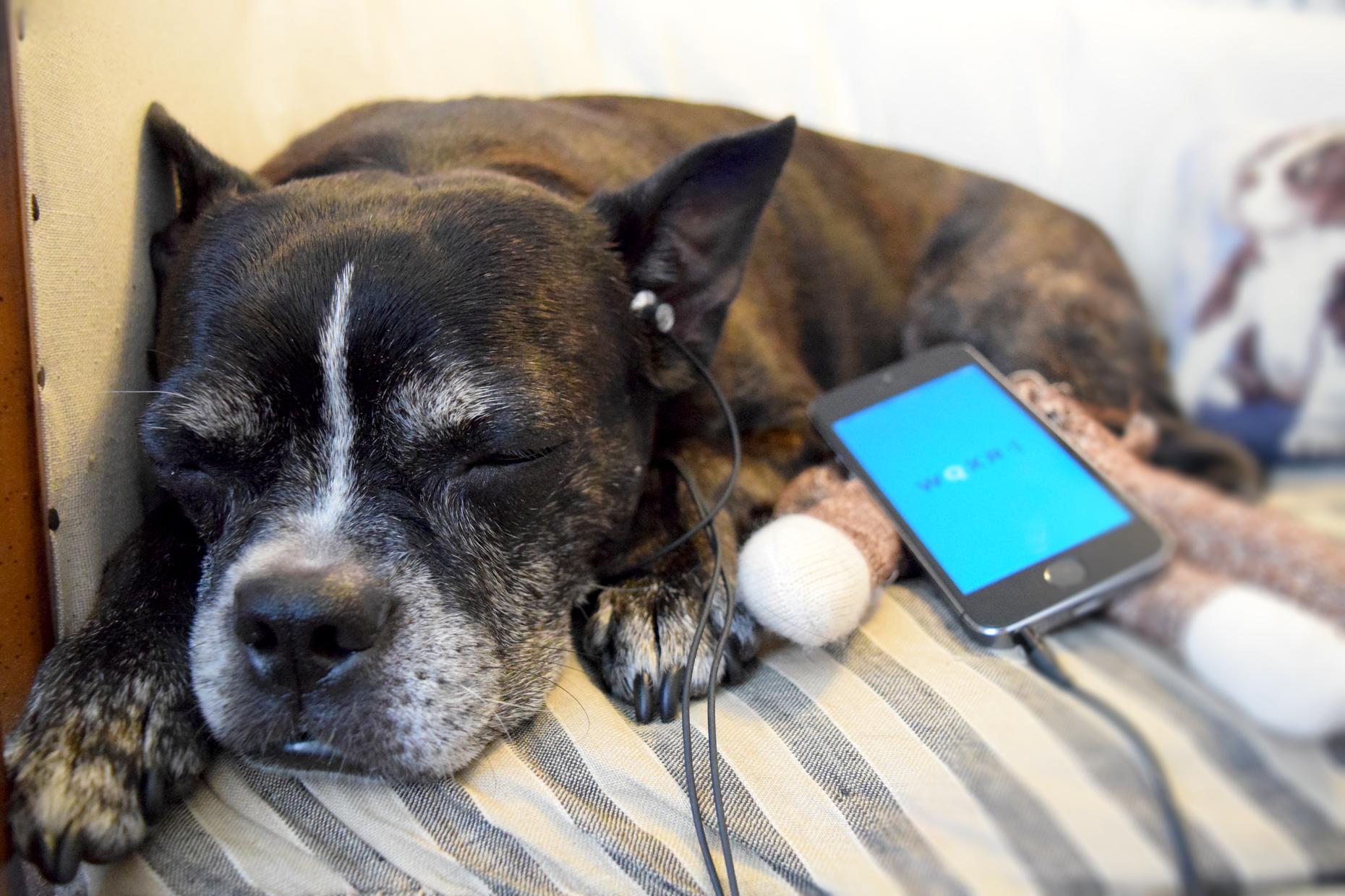 Photo Gallery: Digging Classical Music On National Dog Day | WQXR ...