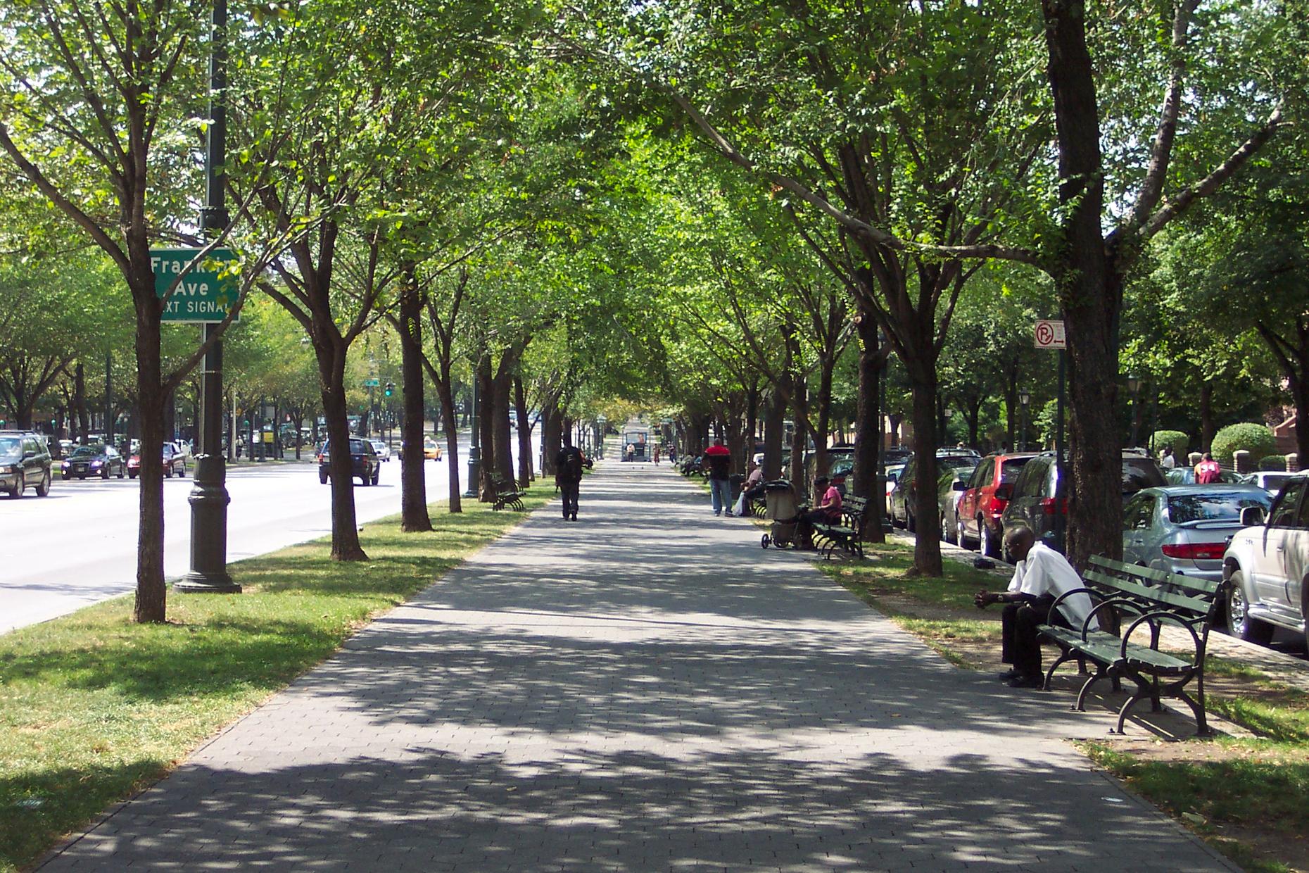 New Census Counts All Trees On New York City s Streets WNYC New New Census Counts All Trees On New York City s Streets WNYC New