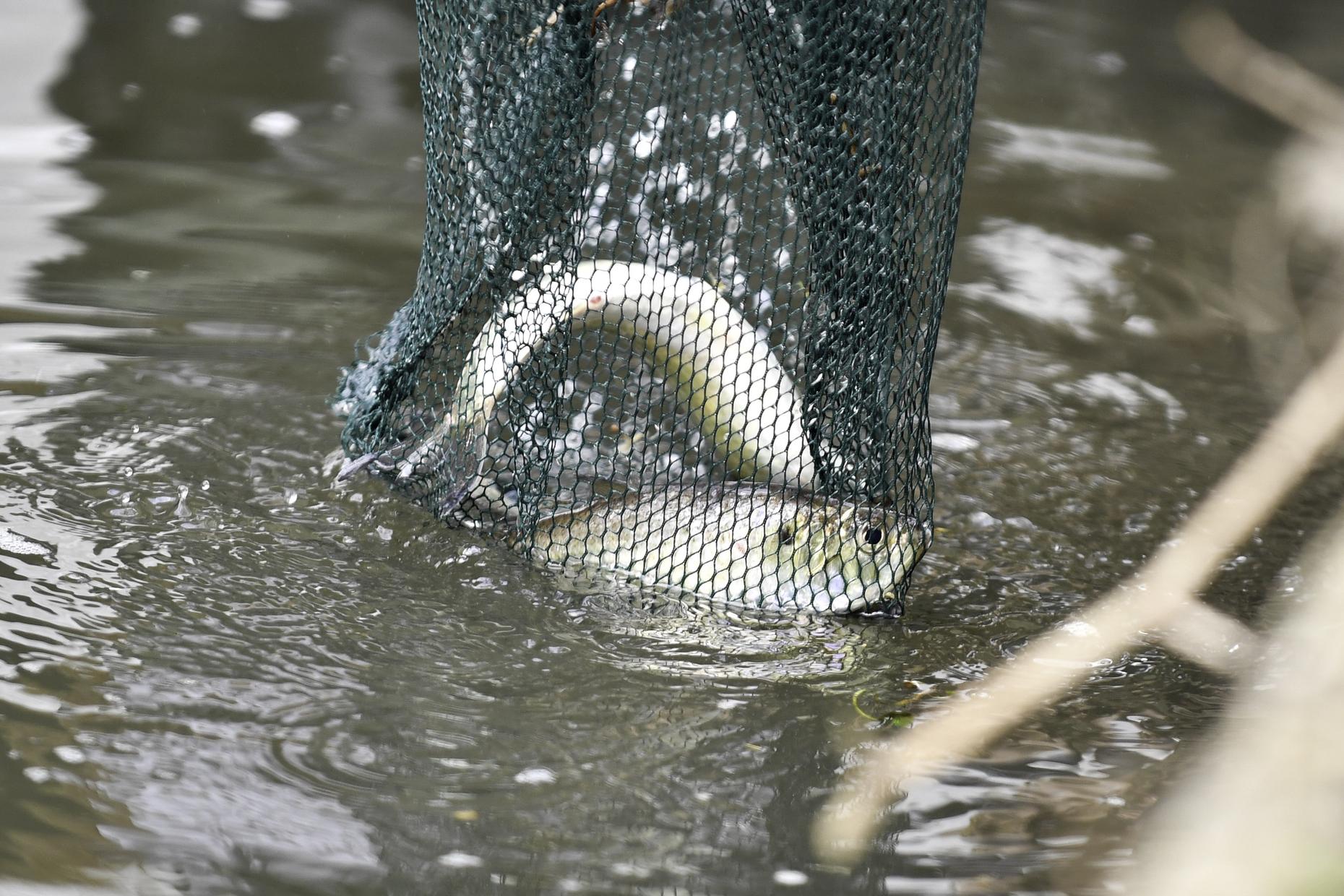 Bronx River Is Alive! With Hundreds of New Fish | WNYC | New York ...