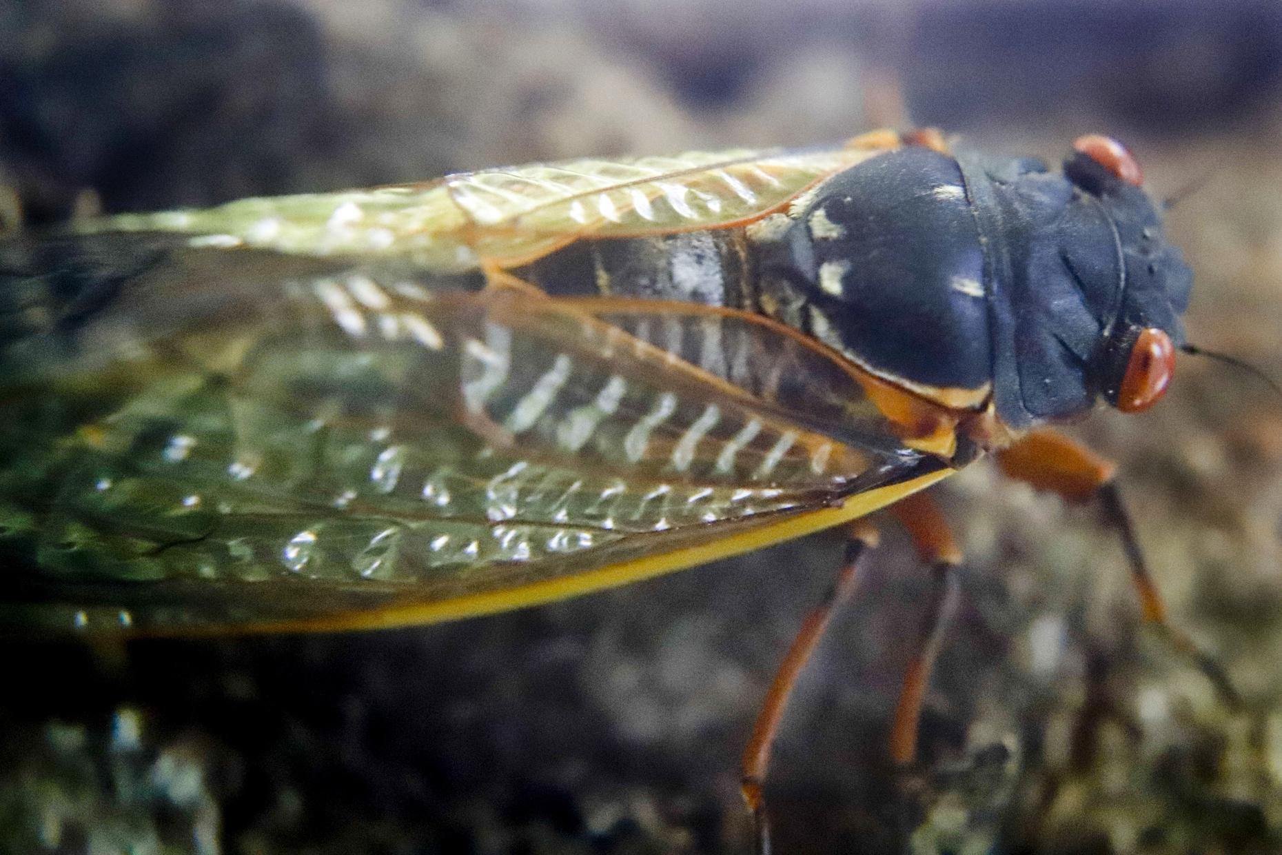 Get Ready for Billions of Cicadas This Spring | The Takeaway | WNYC Studios