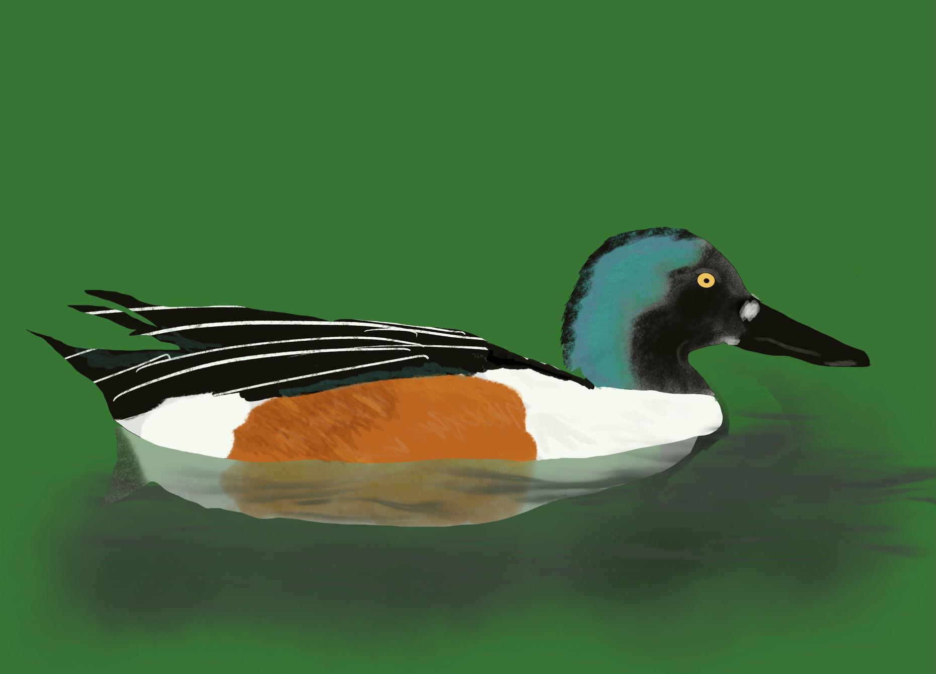 Your Hot Duck Guide to Winter Birding | The Brian Lehrer Show | WNYC
