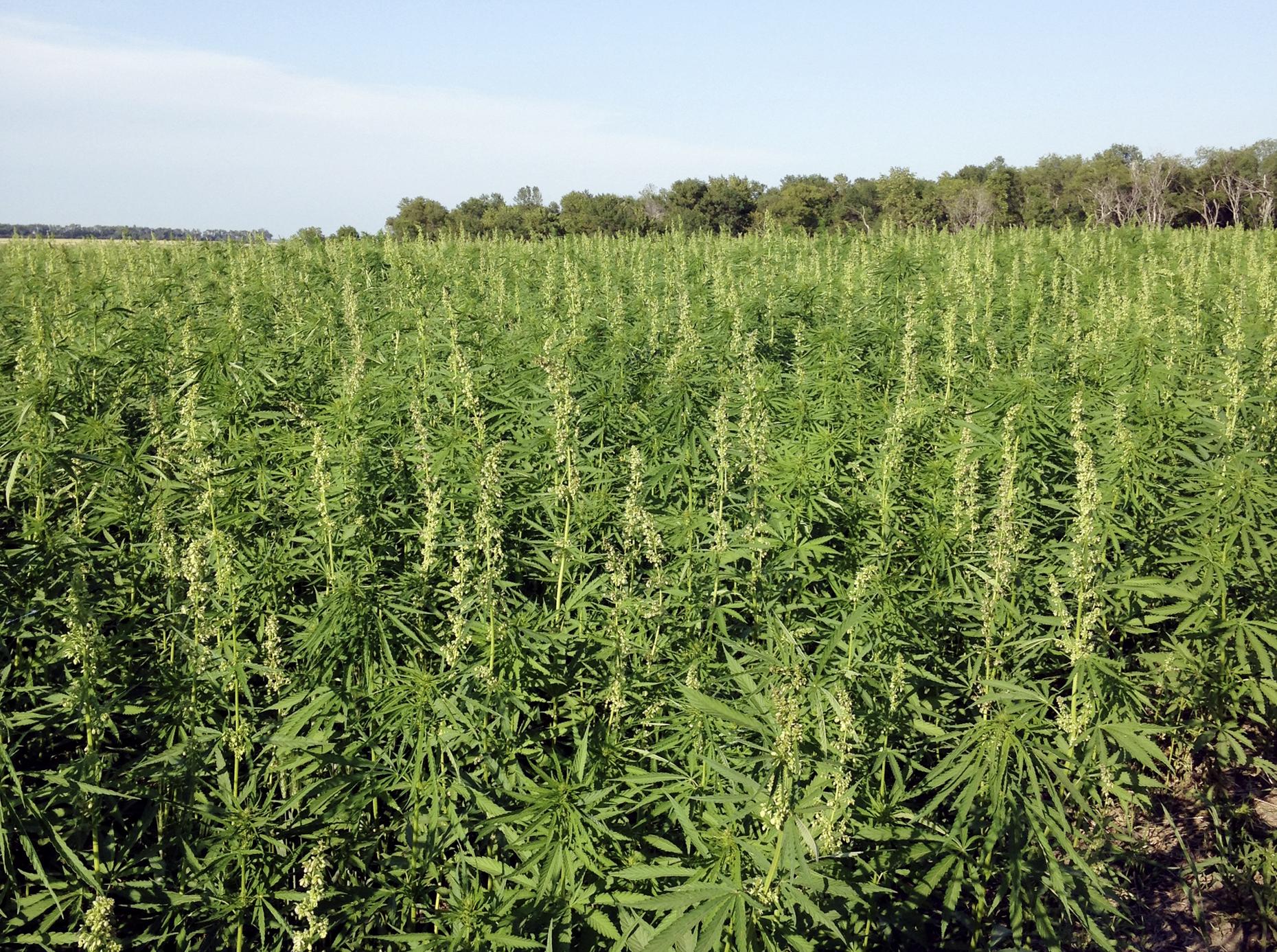 Farmers Turn to Hemp as New Cash Crop | The Takeaway | WNYC Studios