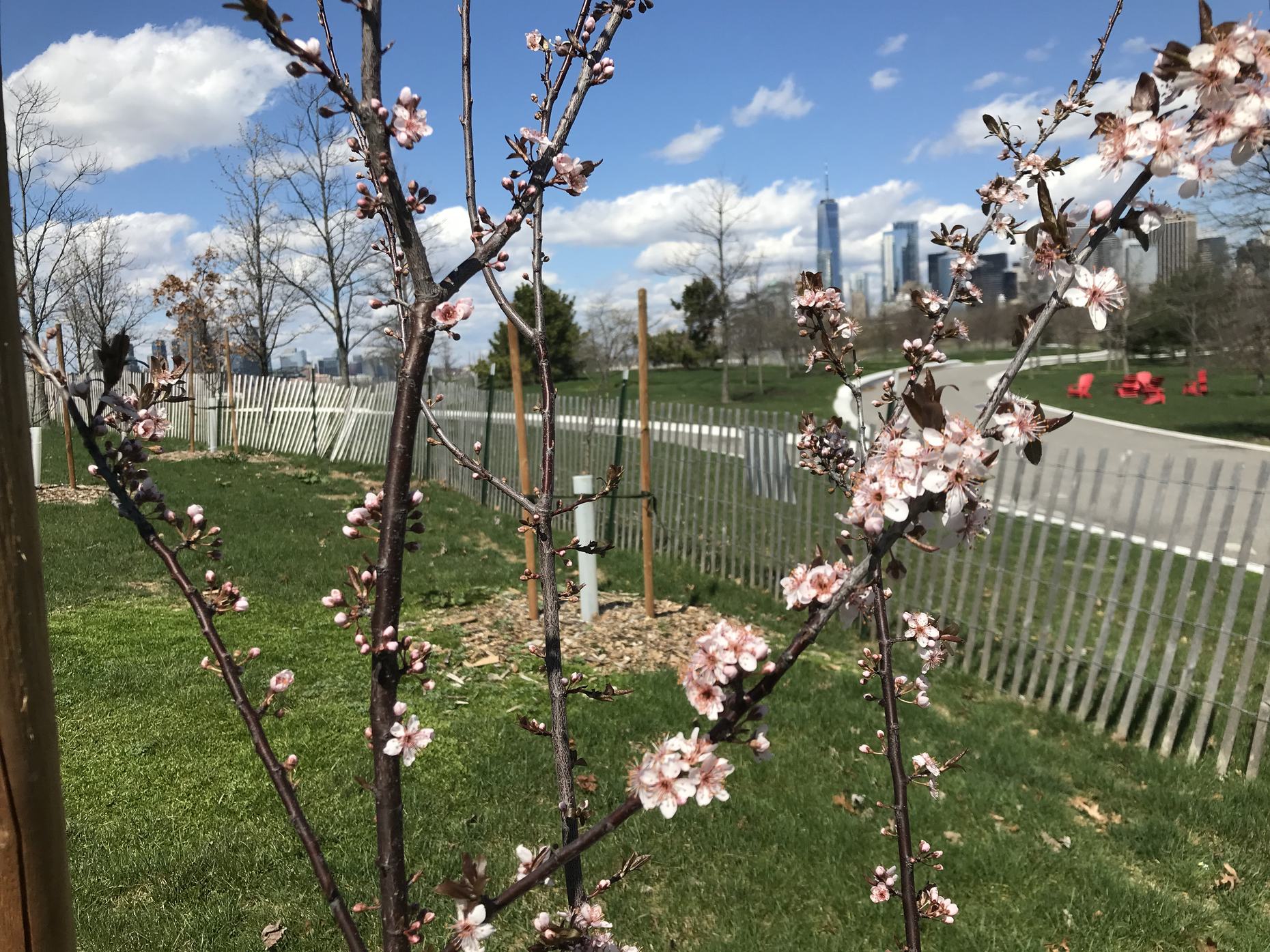 Open Orchard art project aims to restore NYC’s long-lost fruit trees ...