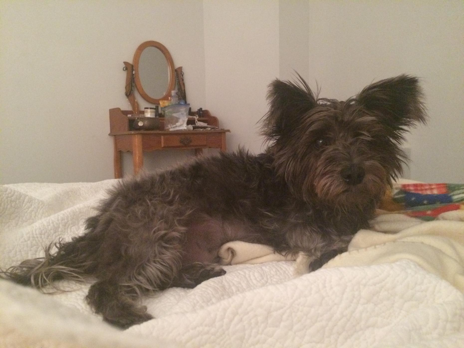 Bella and Max Top the List of Most Popular #DogNames | WNYC | New York ...