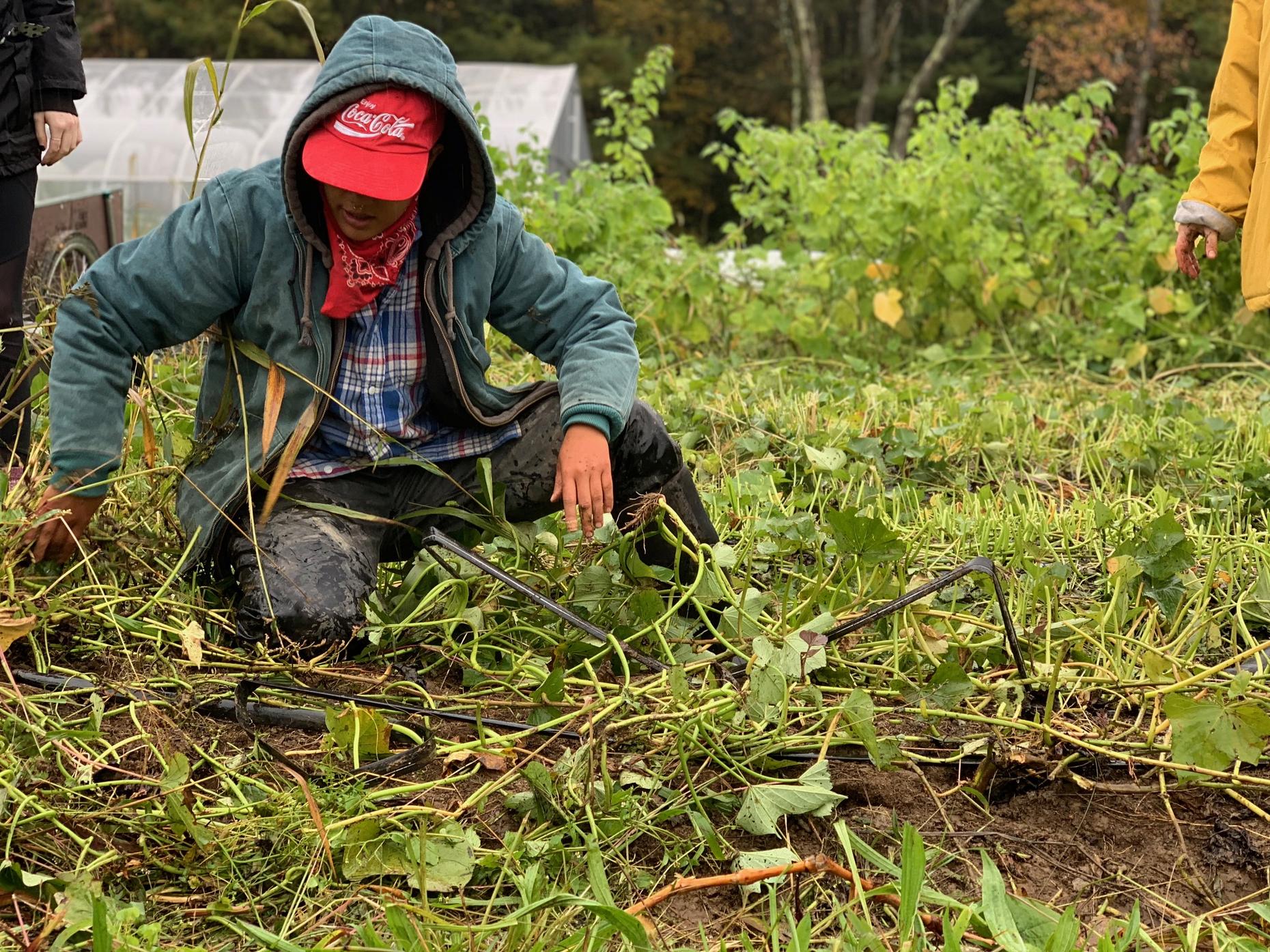 Farming While Black | The Brian Lehrer Show | WNYC Studios