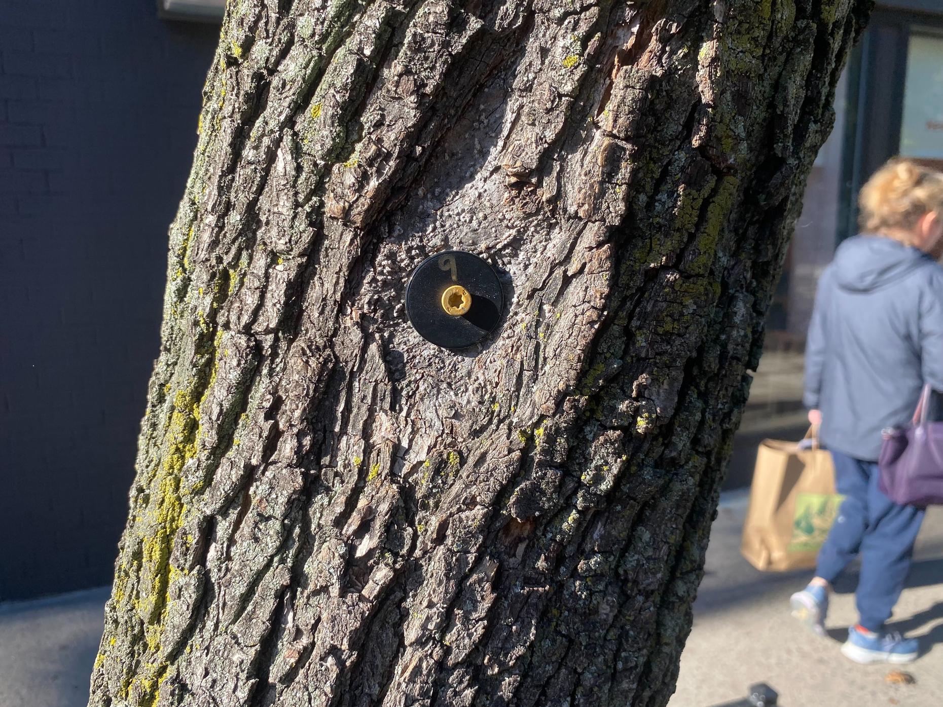 Security firms are turning NYC's street trees into surveillance posts ...