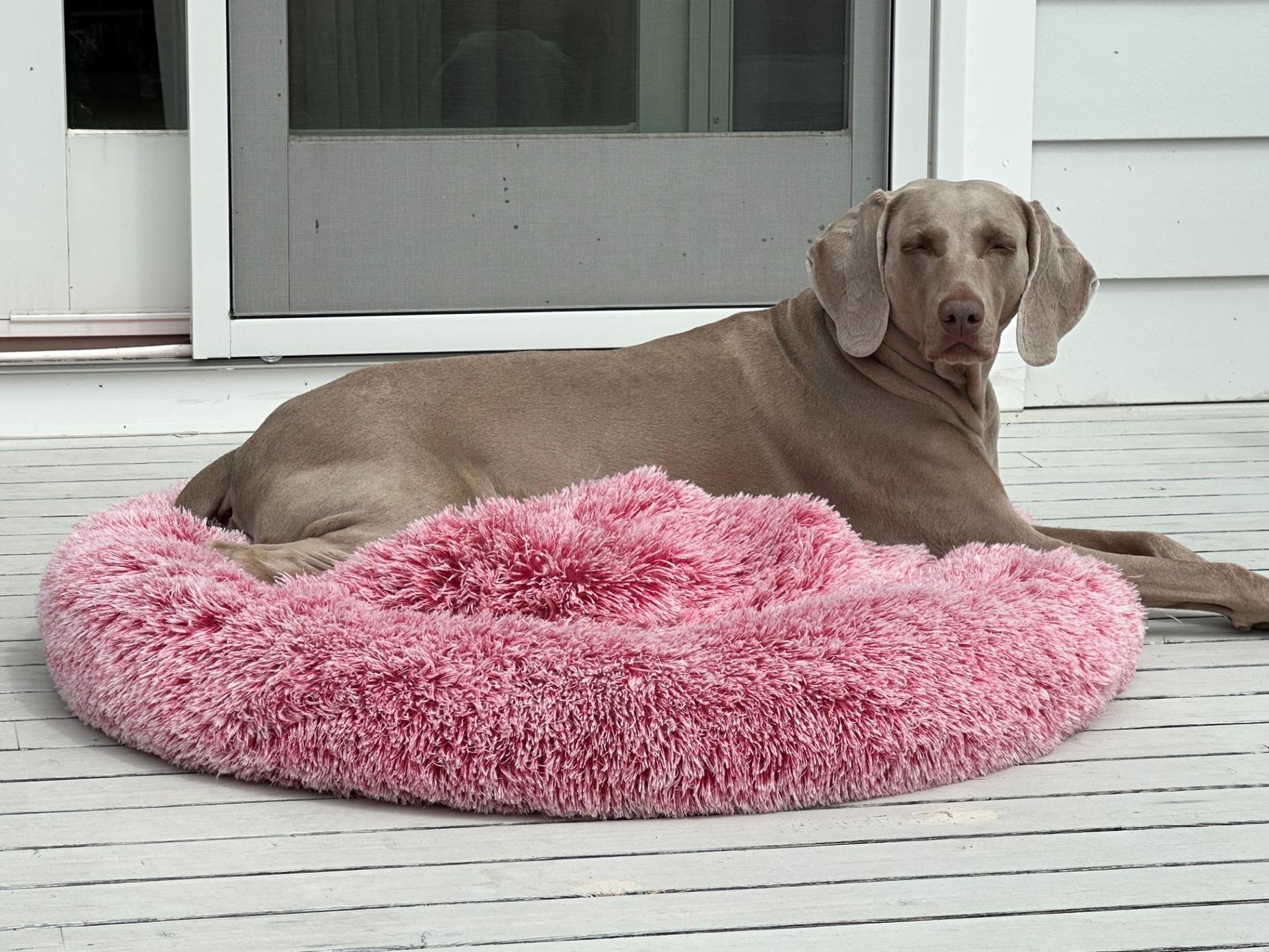 Submit Your Dog Photos! | WQXR Special Programming | WQXR