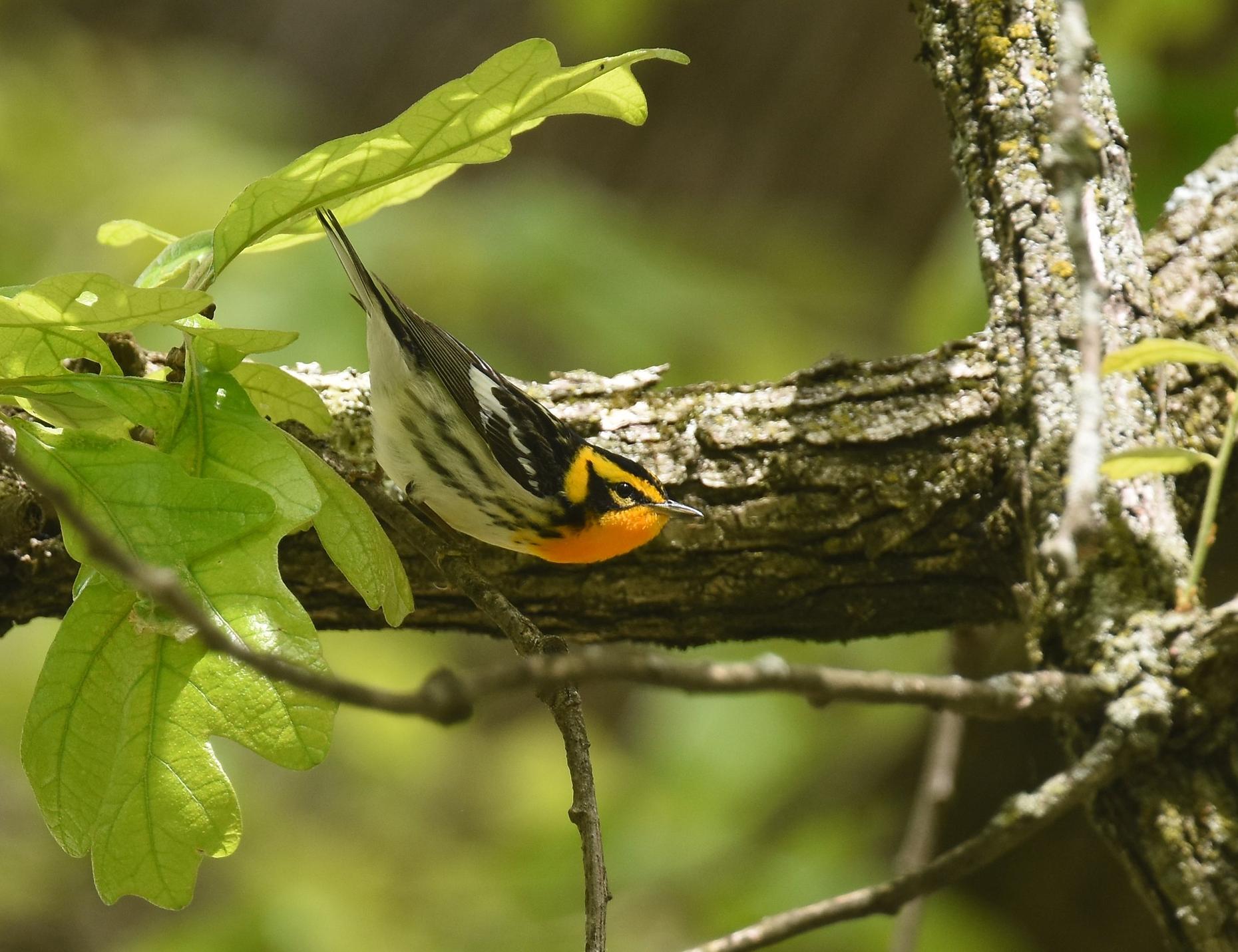 It's Spring Migration Season! Let's Bird | All Of It | WNYC Studios