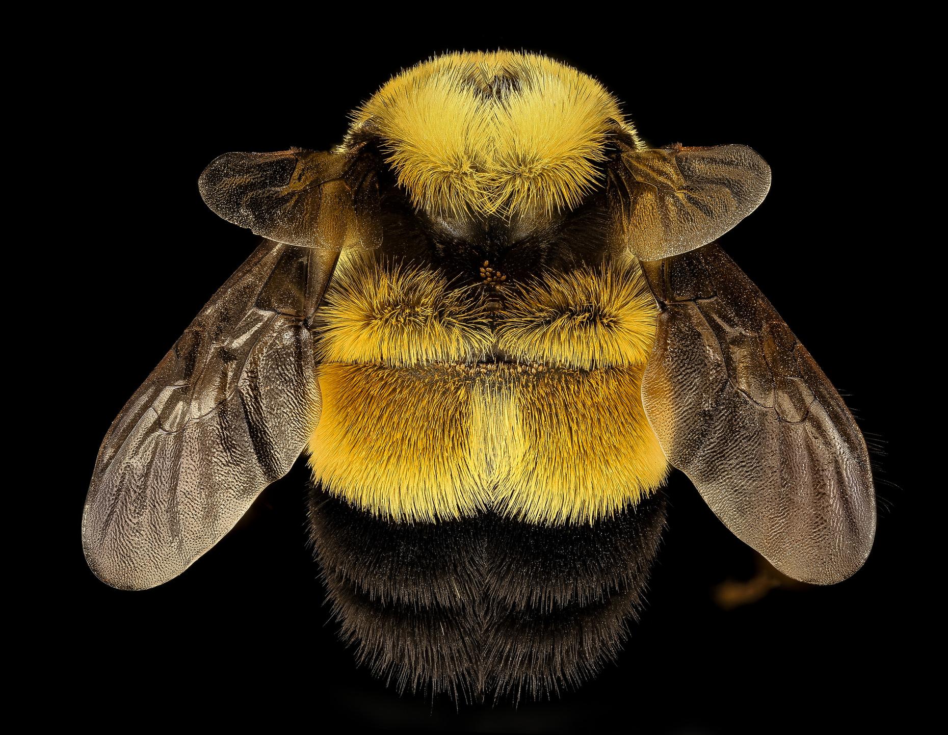 First U.S. Bumblebee Placed on Endangered Species List | The Takeaway ...