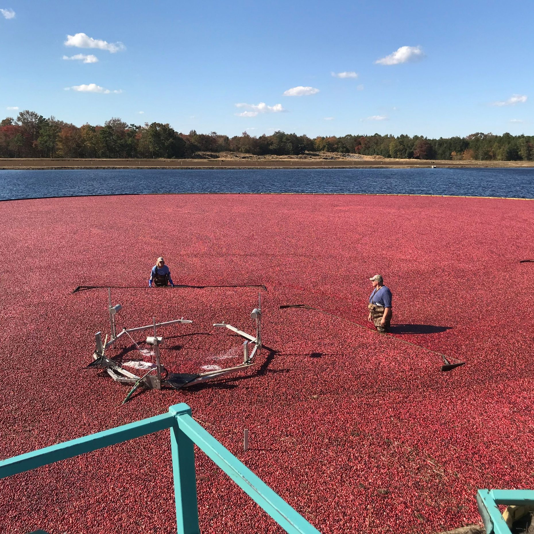 This 6th generation NJ cranberry farmer has the secrets to the season ...