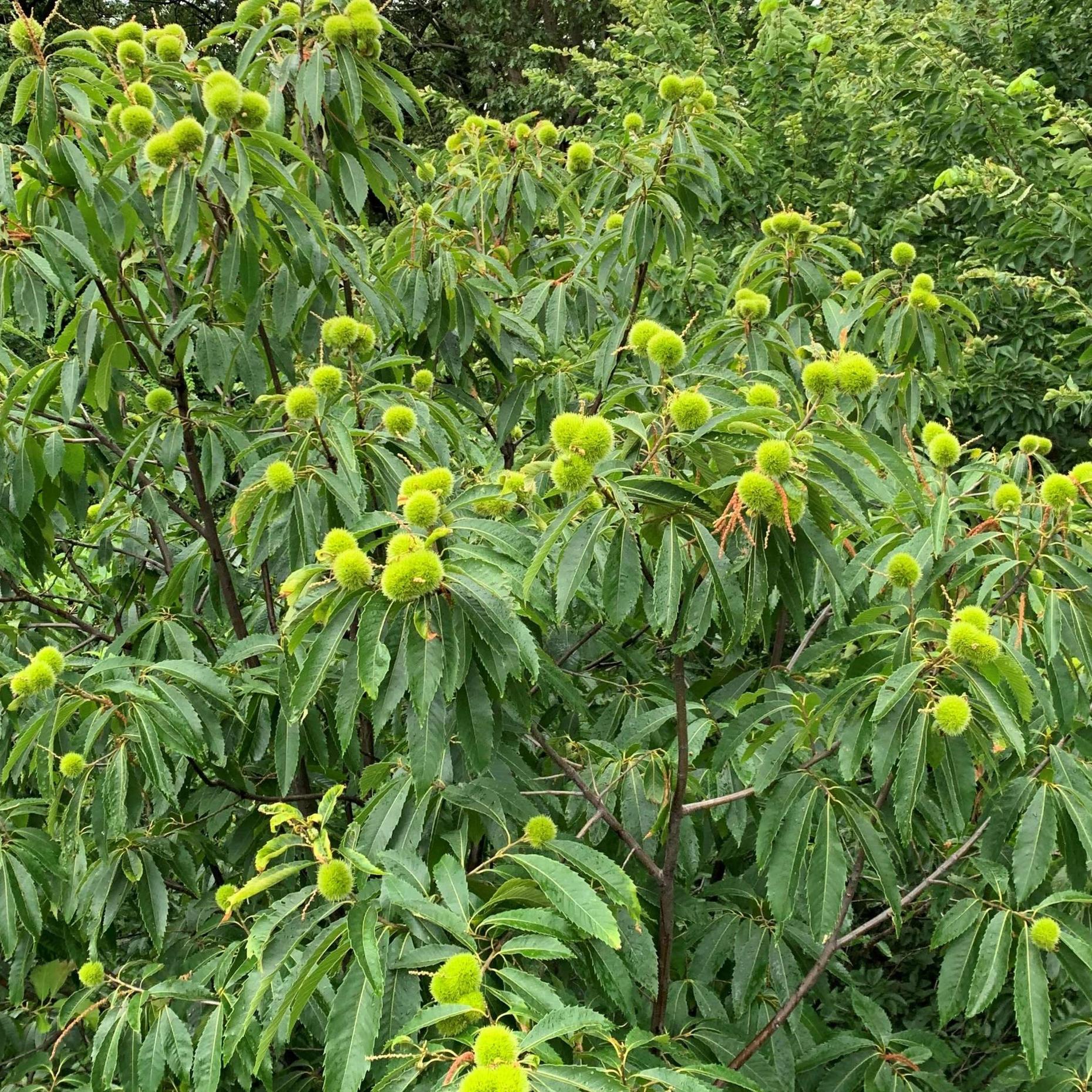 fruitless chestnut tree