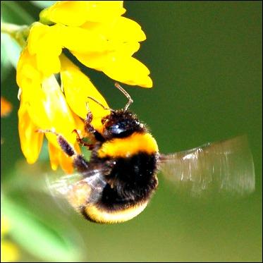 The Bees and the Birds | Classics for Kids | WQXR