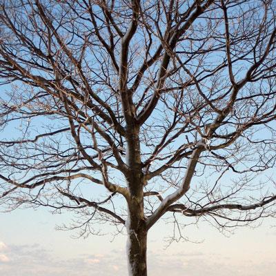 The Requiem Project | Q2 Music | WQXR