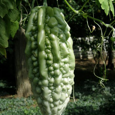 Bitter Melon for Better Health | WNYC | New York Public Radio, Podcasts ...