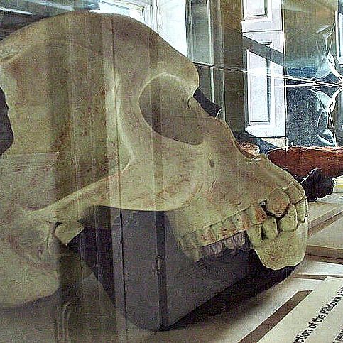 Piltdown at 100: A Look Back on Science's Biggest Hoax | On the Media ...