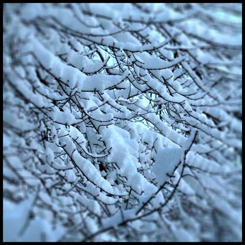 Snow Day Snapshots | WNYC | New York Public Radio, Podcasts, Live ...