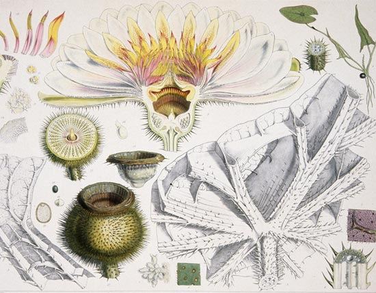 Richard Conniff on 'The Species Seekers' | The Takeaway | WNYC Studios