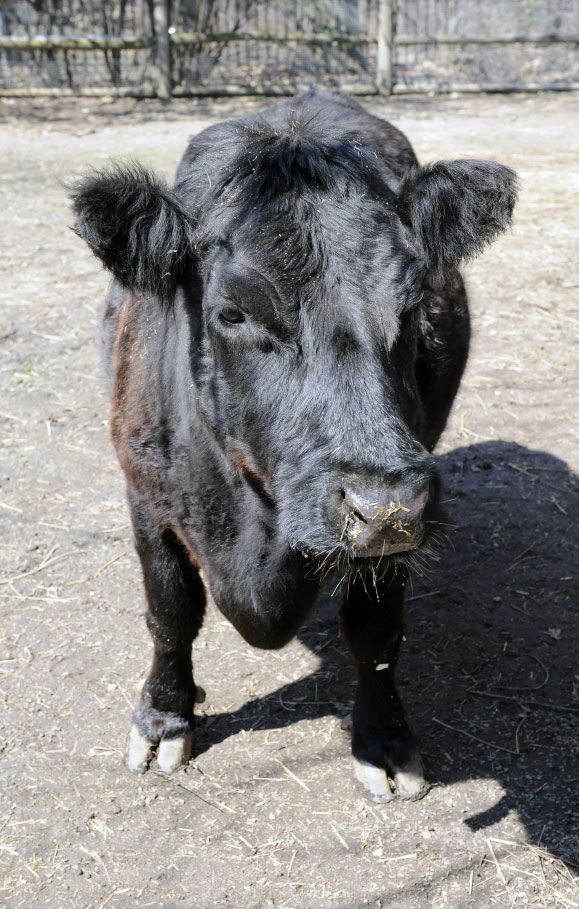 Beloved Cow Aggie Dies at Prospect Park Zoo | WNYC | New York Public ...