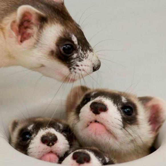 Feuding Ferret Magazines | On the Media | WNYC Studios