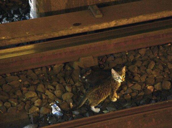 Updated: Scampering Kittens That Halted 2 Subway Lines Up for Adoption ...