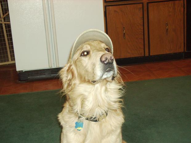 Sharpie Eyebrows Dog