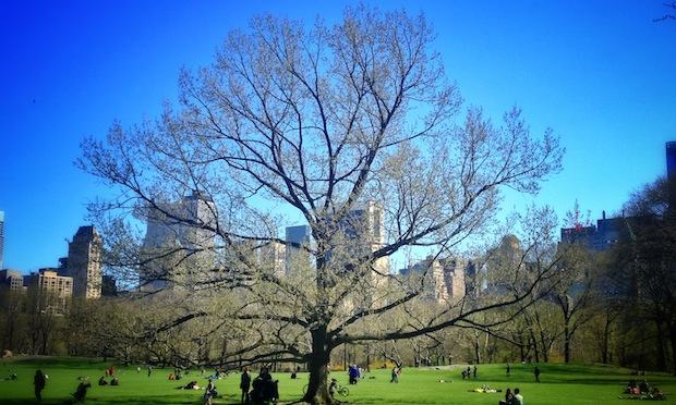 How to Conduct a Tree Census | The Takeaway | WNYC Studios