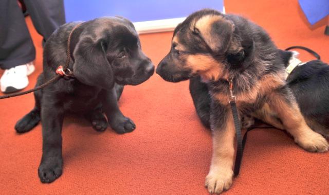 Dogs You Can Believe In: Most Popular Breeds for 2011 | WNYC | New York ...