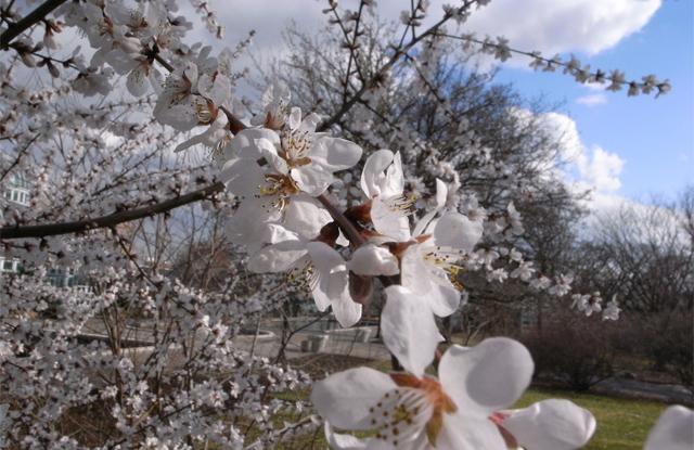 What's the Sound of Springtime in Classical Music? | WQXR Editorial | WQXR