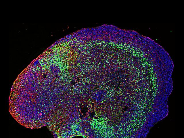 Science Friday: Segments | WNYC Studios | Podcasts