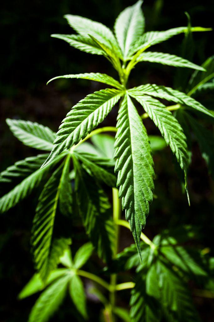 The Evolution of Marijuana Culture | The Takeaway | WNYC Studios