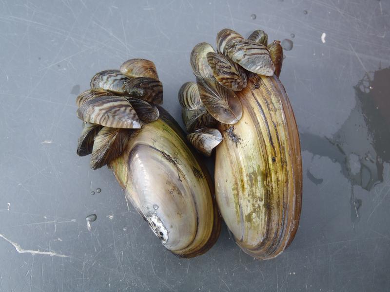 How (and Why) to Eat Invasive Species | The Leonard Lopate Show | WQXR