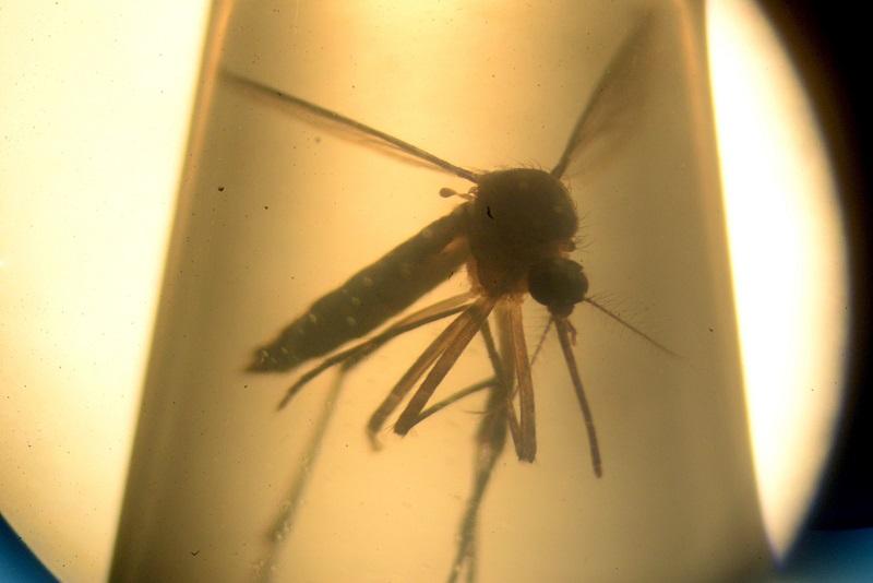 Imagine a World Without Mosquitoes | The Leonard Lopate Show | WQXR