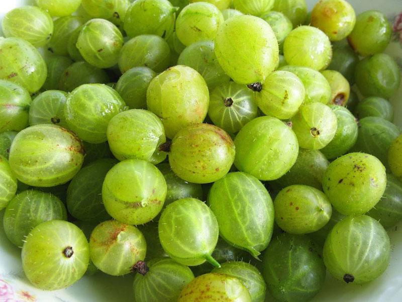 Last Chance Foods: Getting to Know Gooseberries | WNYC | New York ...