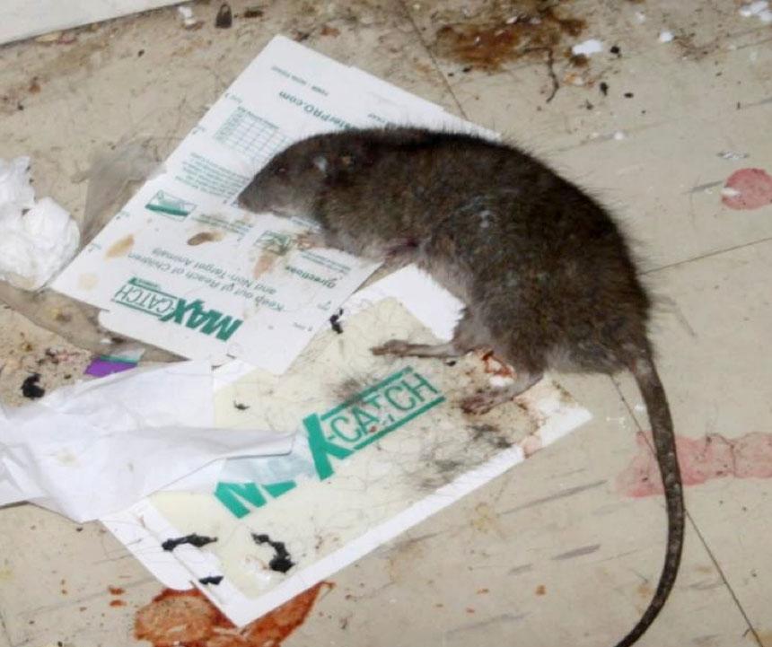 Investigation Finds 'Unsafe and Unhealthy' Conditions in City's ...