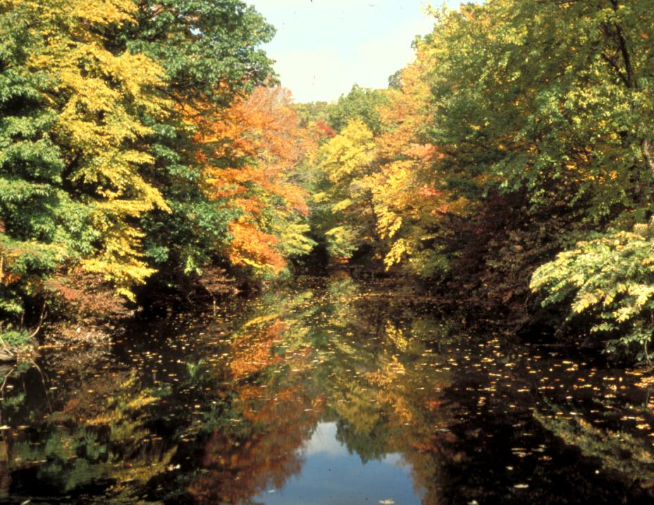 NY Botanical Garden Celebrates Restoration of Ancient Forest | WNYC ...