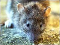 Rat Extermination | On the Media | WNYC Studios