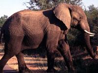 All God's Critters Got A Place In The Choir | The Brian Lehrer Show | WQXR