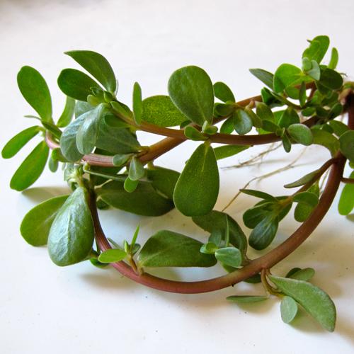 Snacking on a Succulent Weed | WNYC | New York Public Radio, Podcasts ...