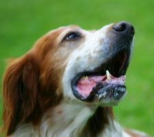 The Story That Continues to Dog Romney | On the Media | WNYC Studios